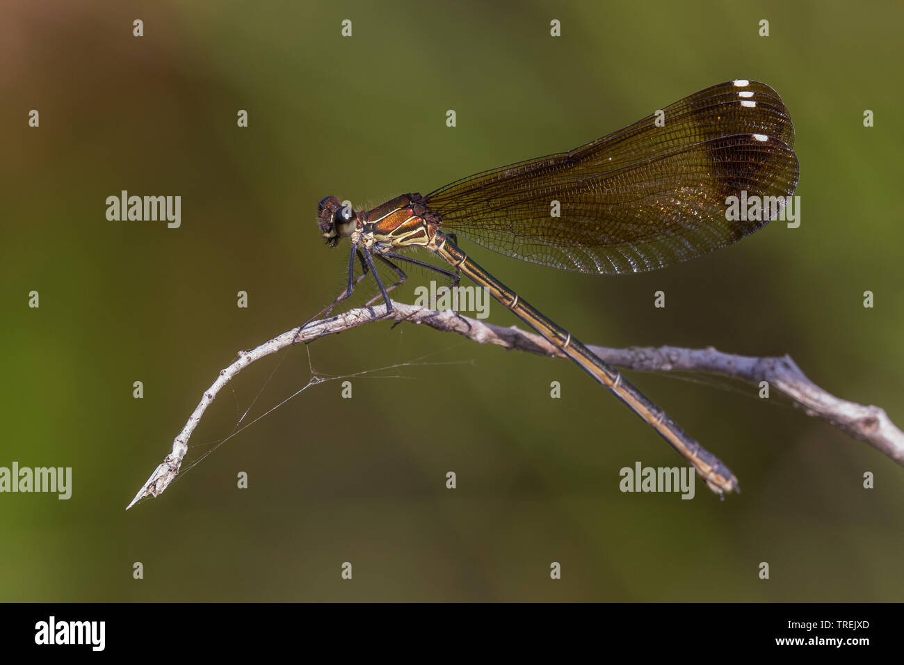 Mediterranean insects hi-res stock photography and images - Alamy