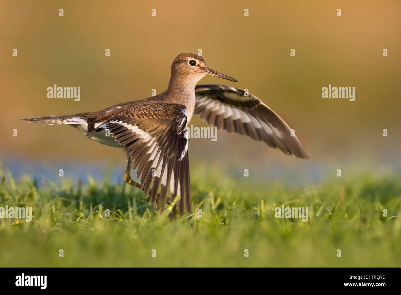 common sandpiper (Tringa hypoleucos, Actitis hypoleucos), with opened ...