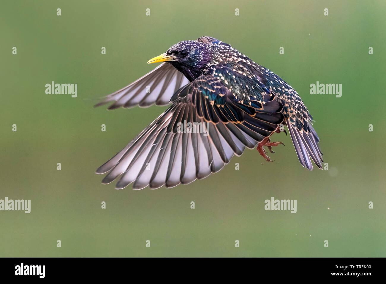 European Starling Flying