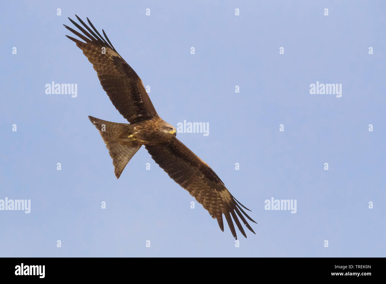 Black-eared Kite, Black kite, Yellow-billed kite (Milvus migrans ...