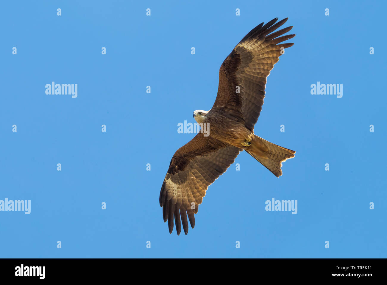 Black-eared Kite, Black kite, Yellow-billed kite (Milvus migrans ...