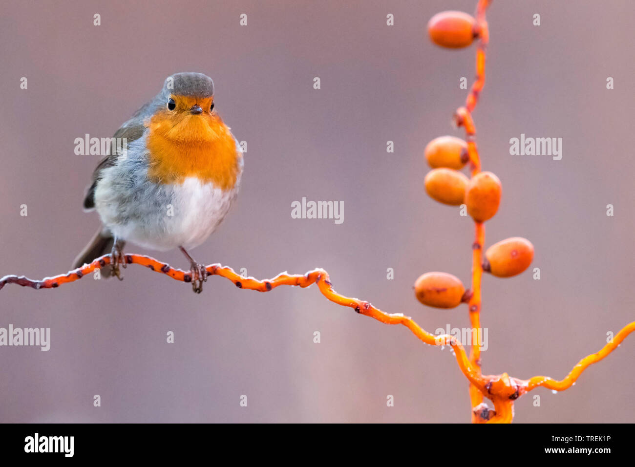 Robin front hi-res stock photography and images - Alamy