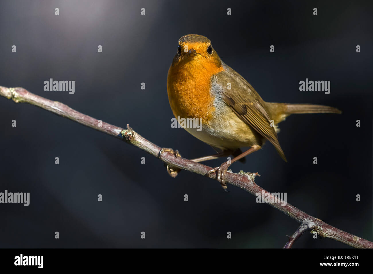European robin (Erithacus rubecula), perching on a twig, Italy Stock ...