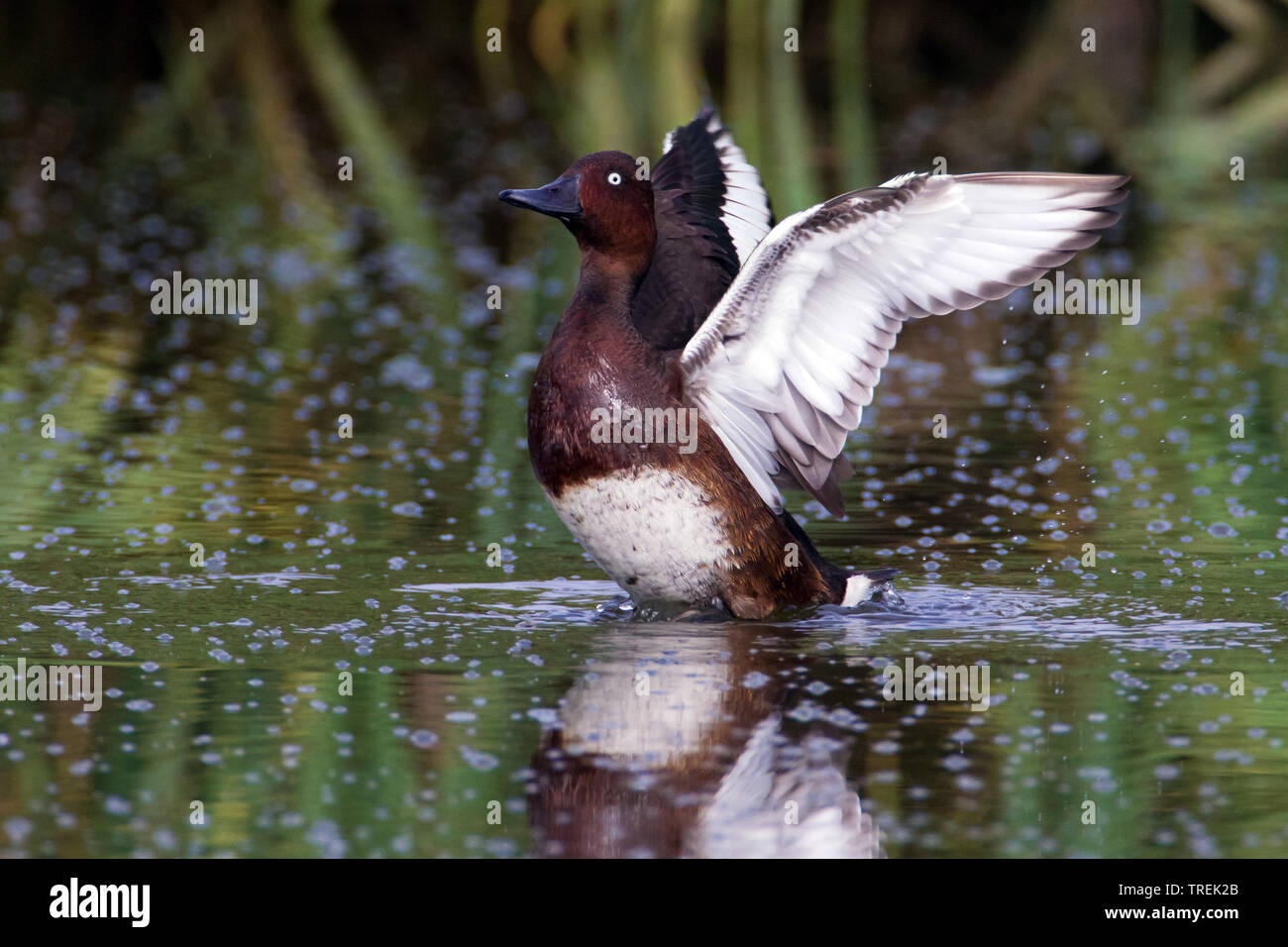 ferruginous duck (Aythya nyroca), drake in breeding plumage fluttering ...