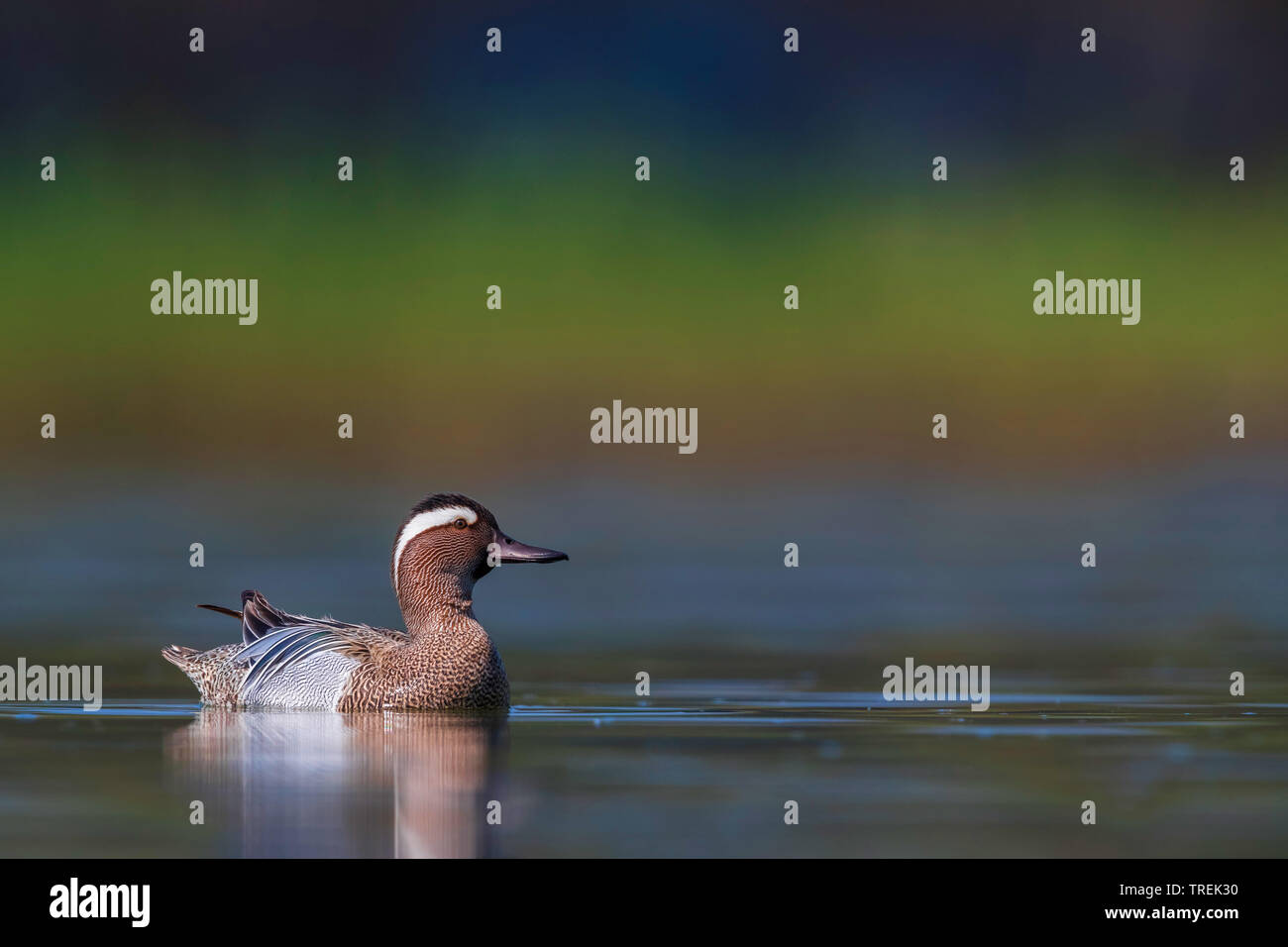 Garganeys hi-res stock photography and images - Alamy