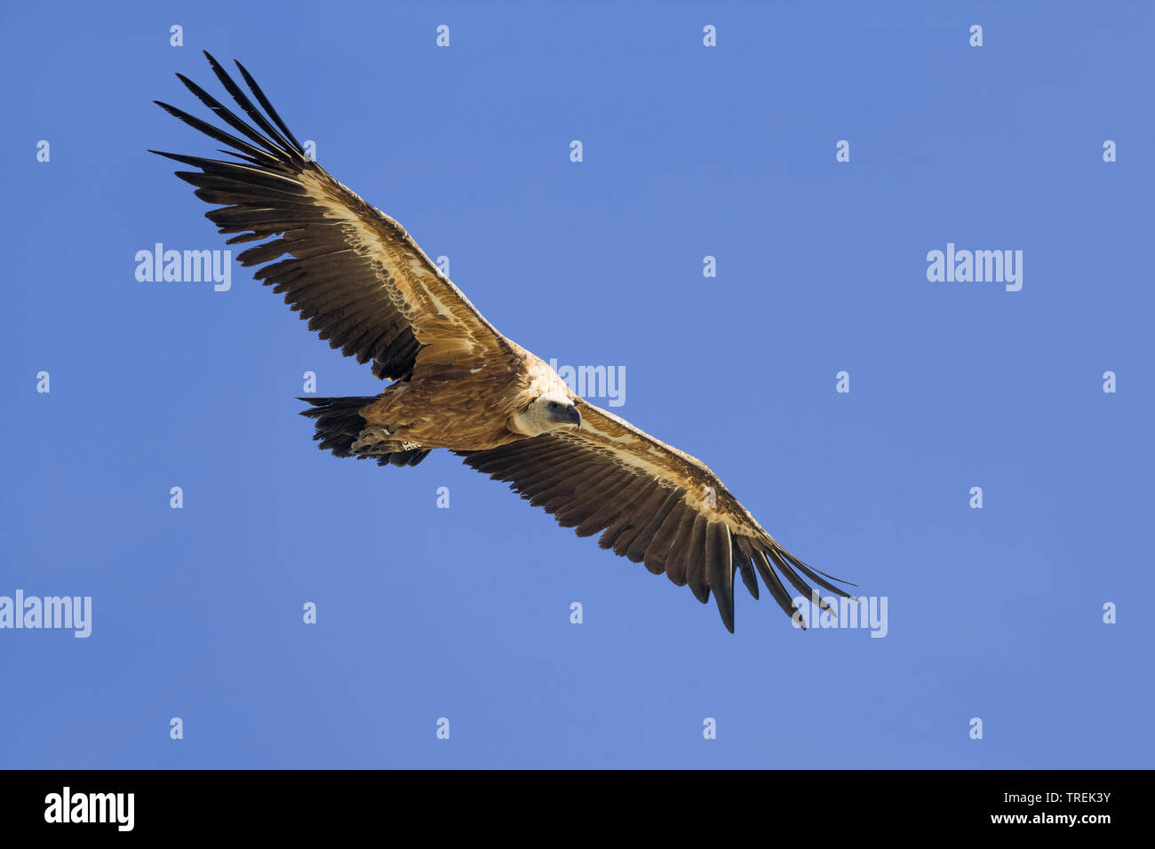 Griffon vulture france hi-res stock photography and images - Alamy
