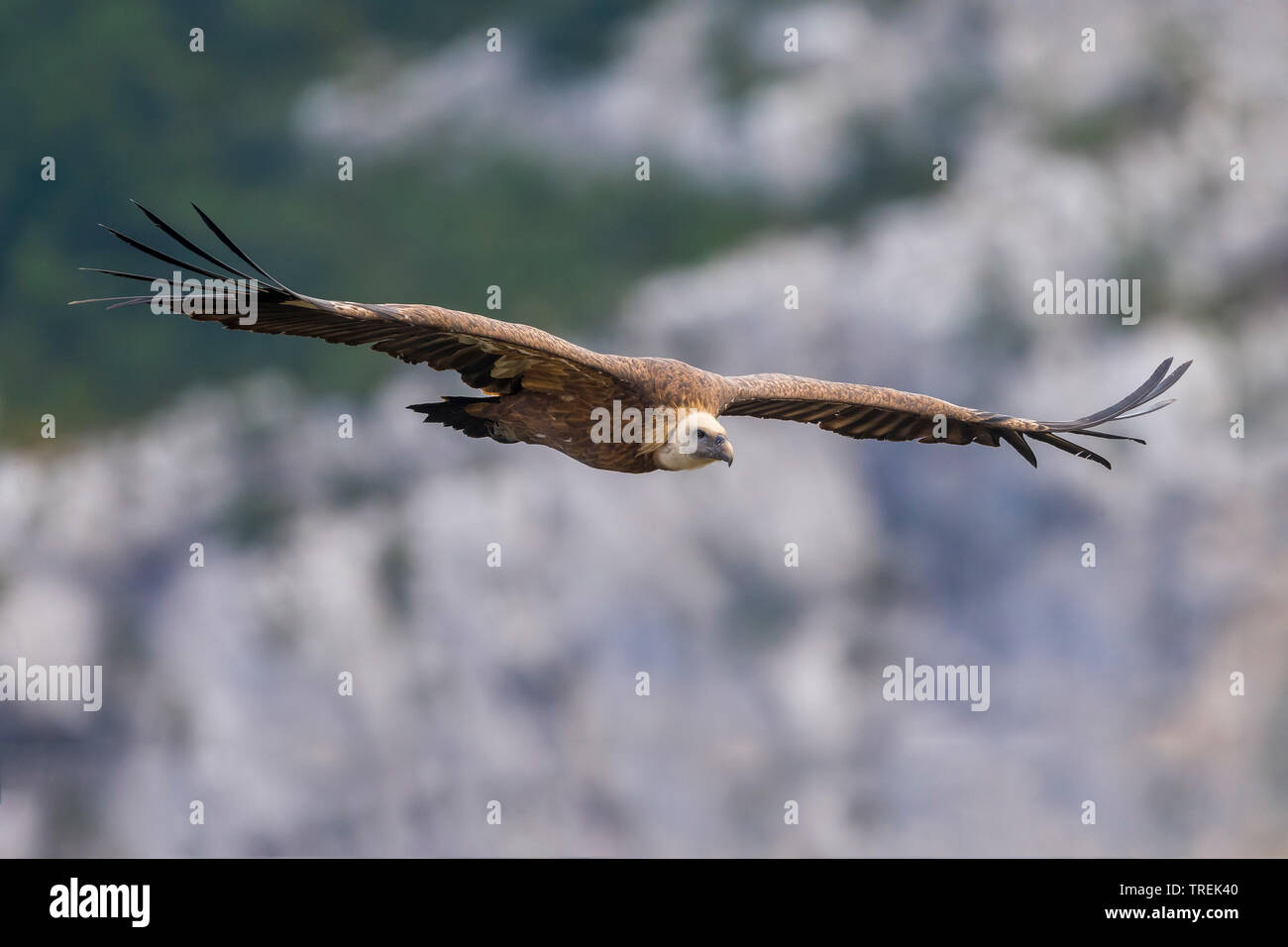 griffon vulture (Gyps fulvus), in flight, France, Provence, Gole del ...