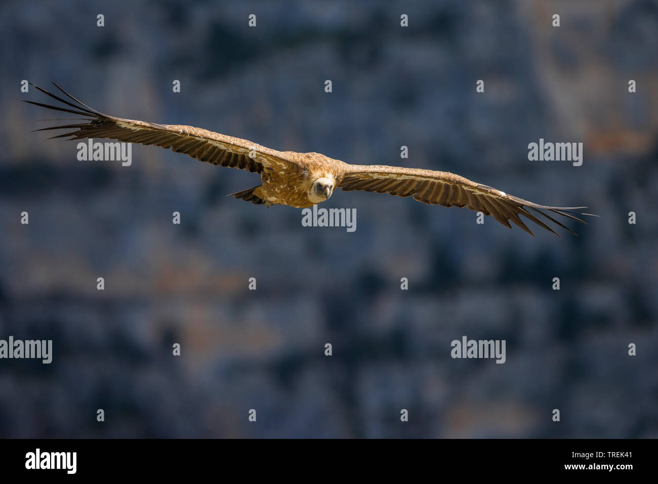 Griffon vulture france hi-res stock photography and images - Alamy