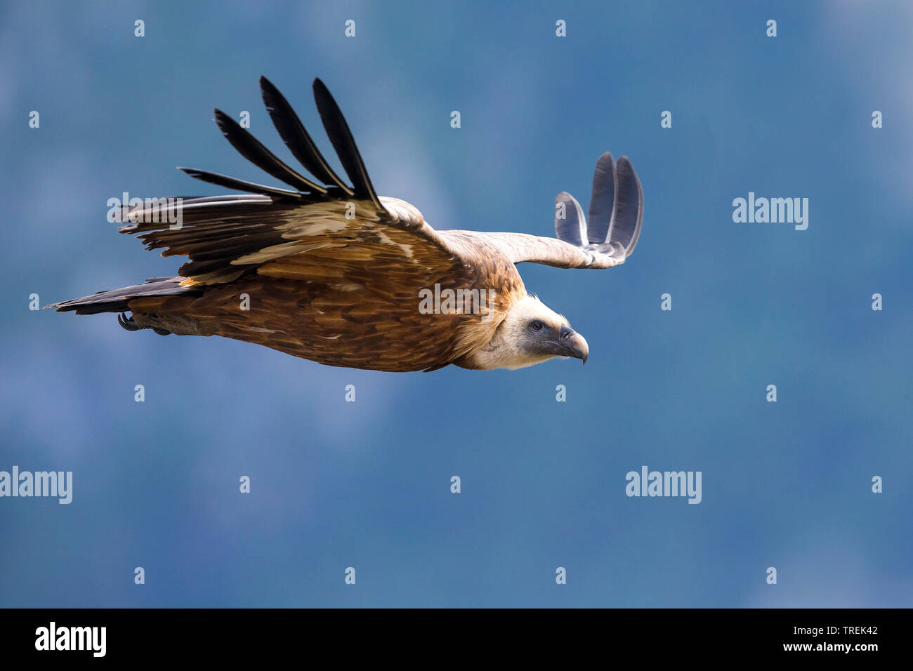 Griffon vulture france hi-res stock photography and images - Alamy
