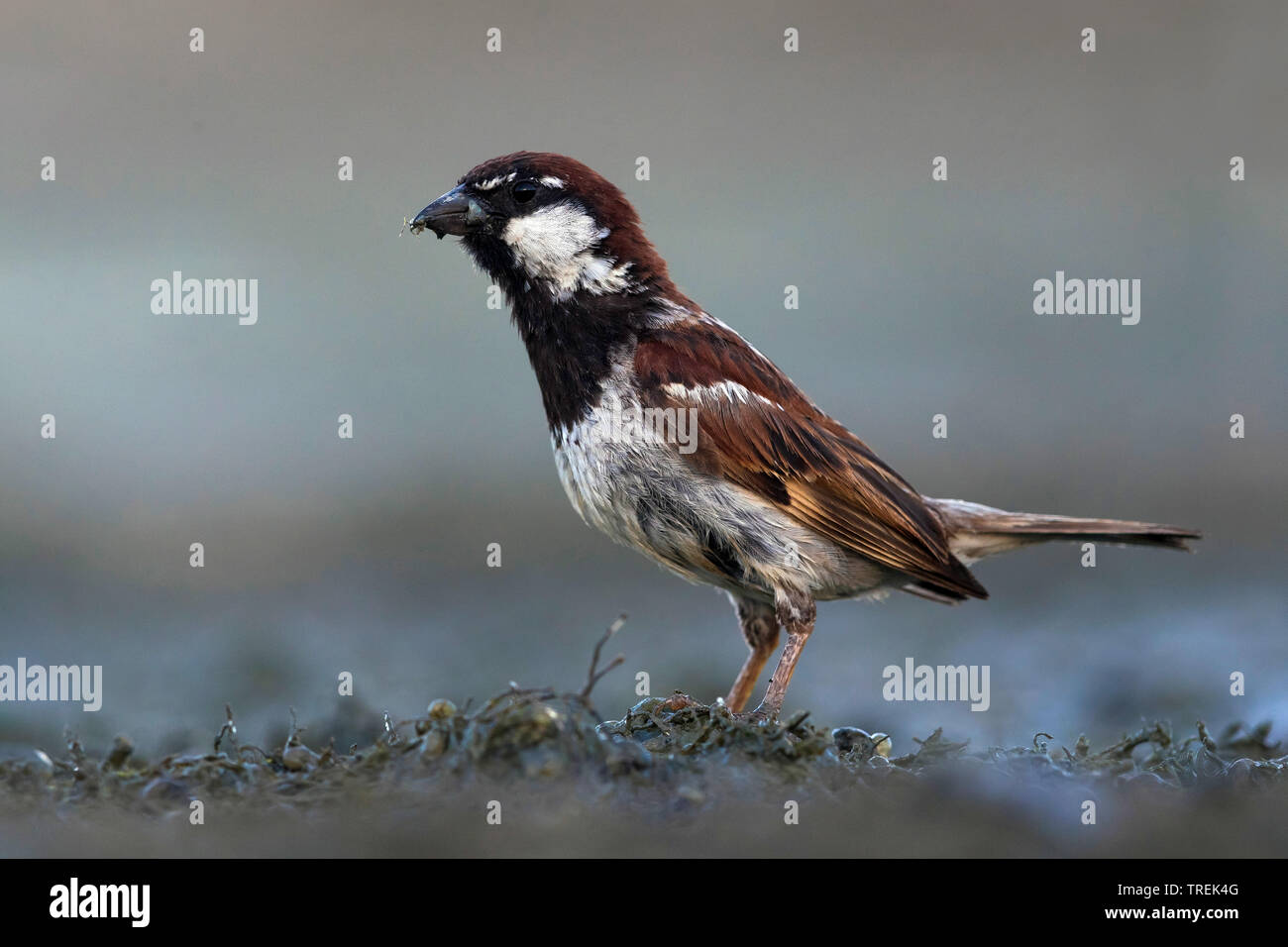 Italian sparrow hi-res stock photography and images - Alamy