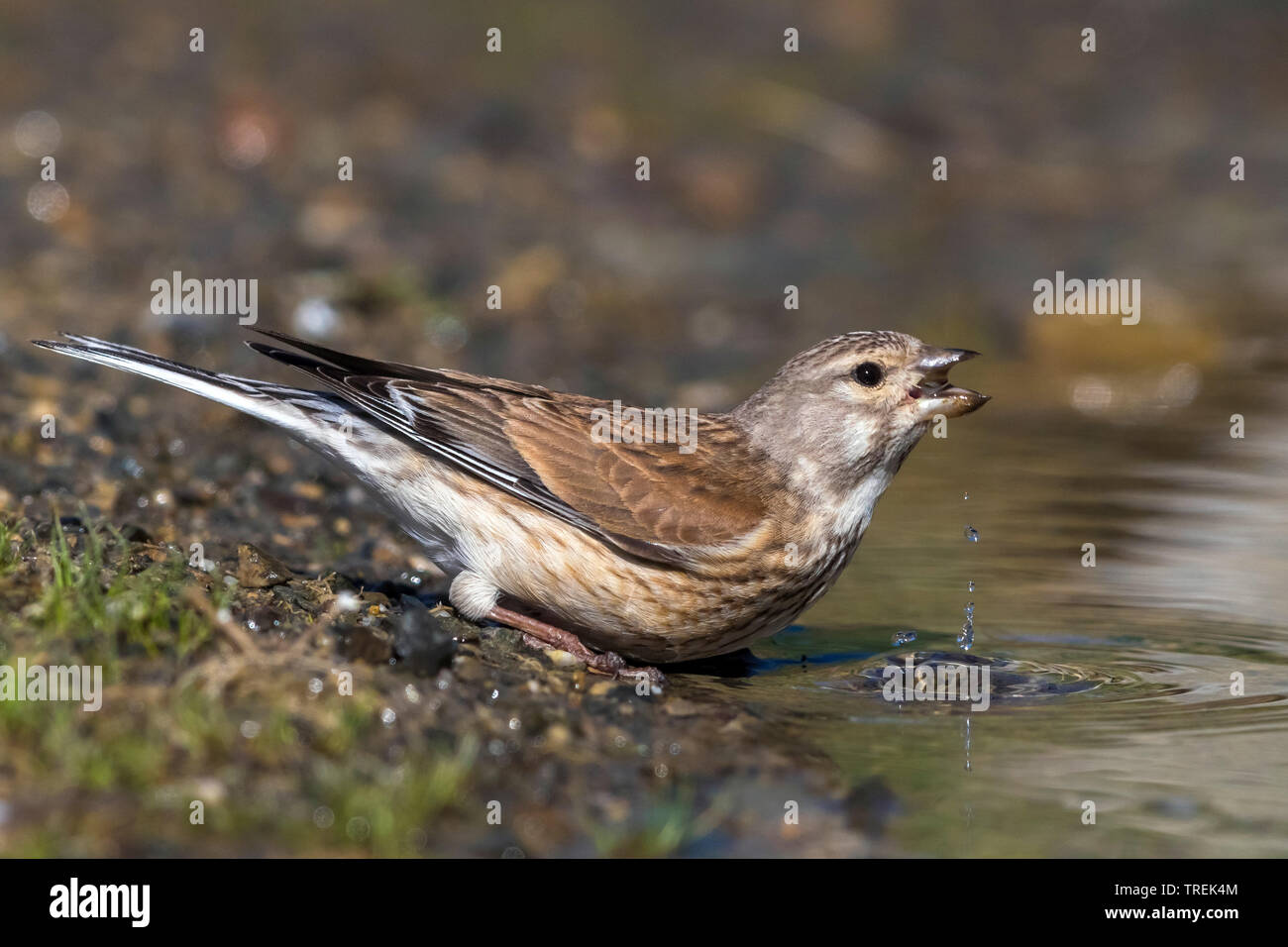 Female linnet hi-res stock photography and images - Alamy