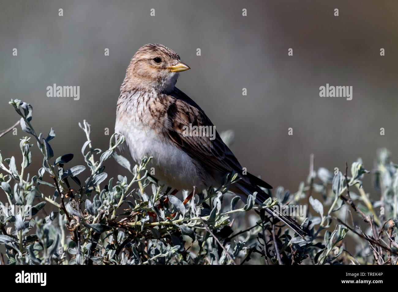 lesser short-toed lark (Calandrella rufescens heinei), on a bush ...