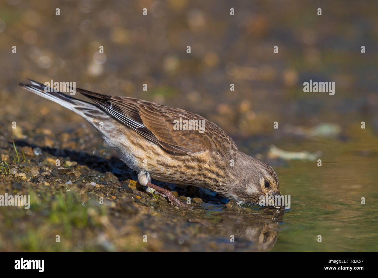 Female linnet hi-res stock photography and images - Alamy