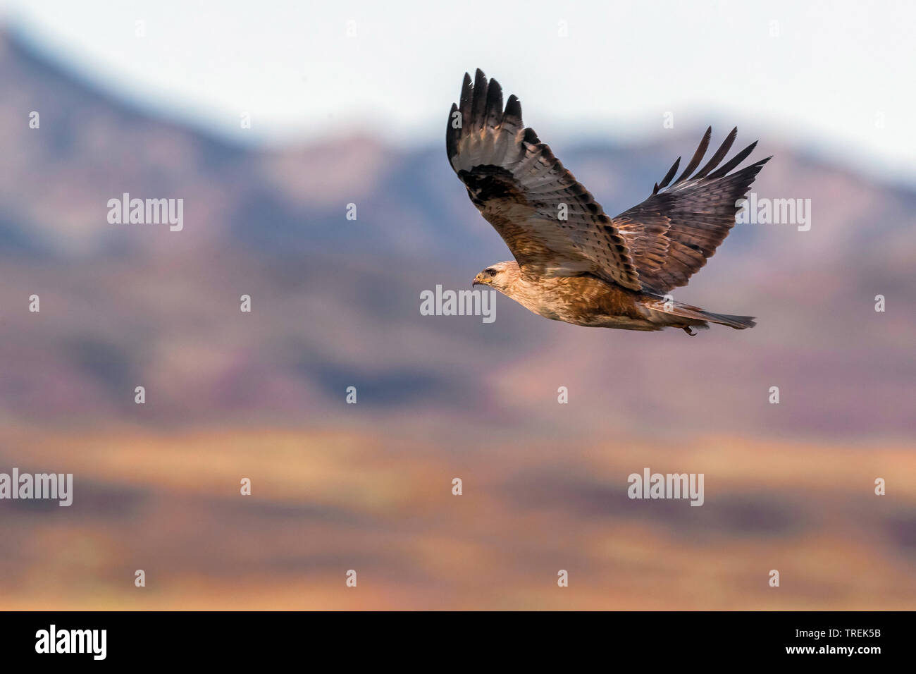 Long legged fly in nature hi-res stock photography and images - Alamy