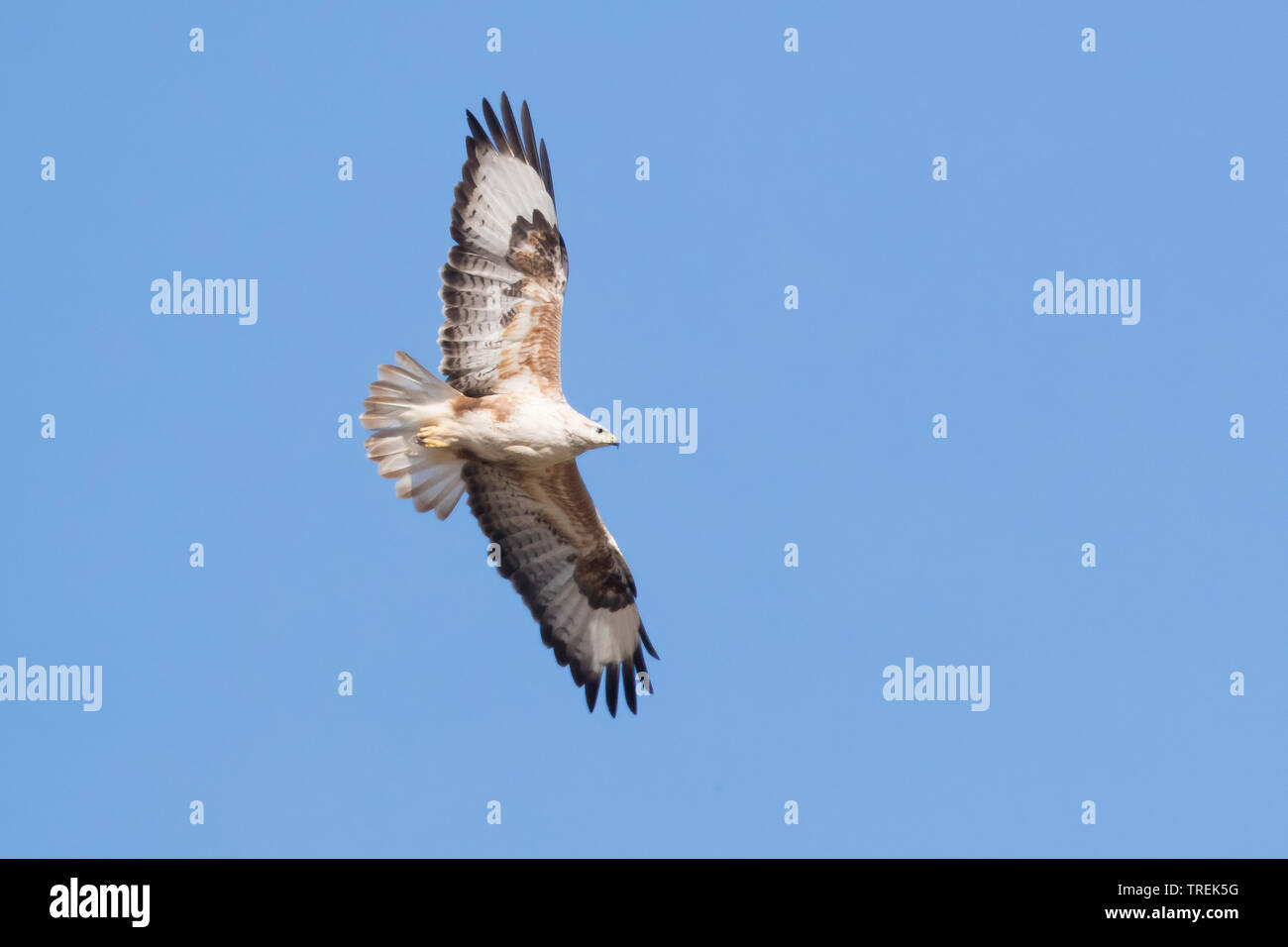 long-legged buzzard (Buteo rufinus), in flight, Kazakhstan, Almaty ...