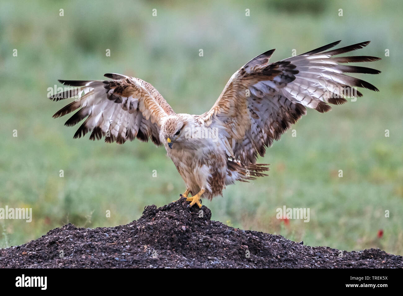 long-legged buzzard (Buteo rufinus), landing, Kazakhstan, Almaty Stock ...