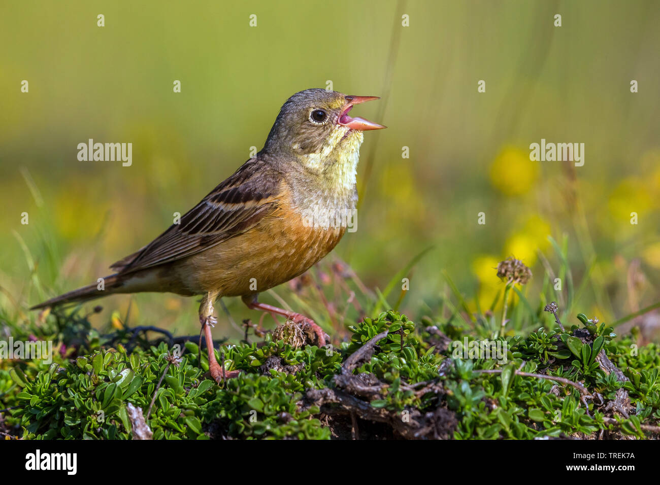 Ortolan bunting (Emberiza hortulana), calling, France, Provence Stock ...