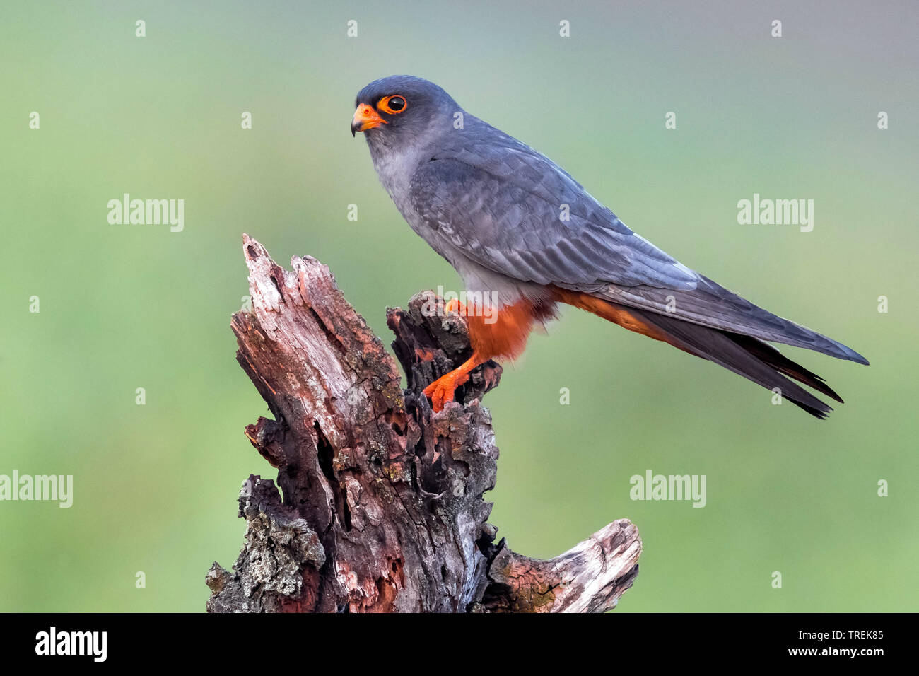 western red-footed falcon (Falco vespertinus), male, Italy, Parma Stock ...