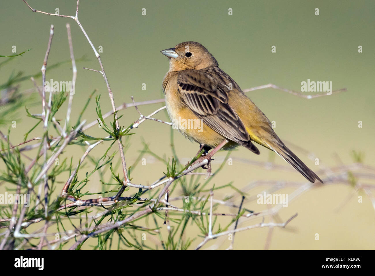 Bunting buntings bird songbird hi-res stock photography and images - Alamy