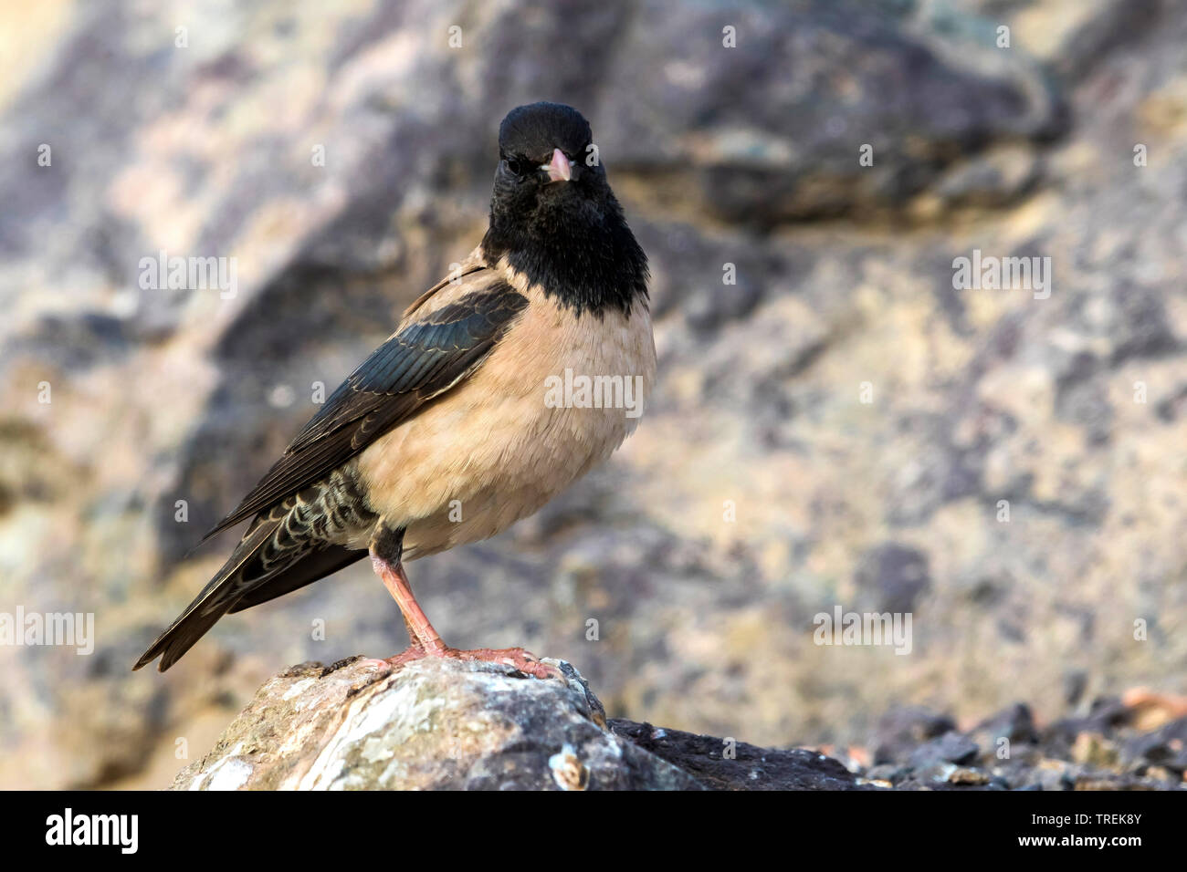 rose-coloured starling (Pastor roseus, Sturnus roseus), sitting on a ...