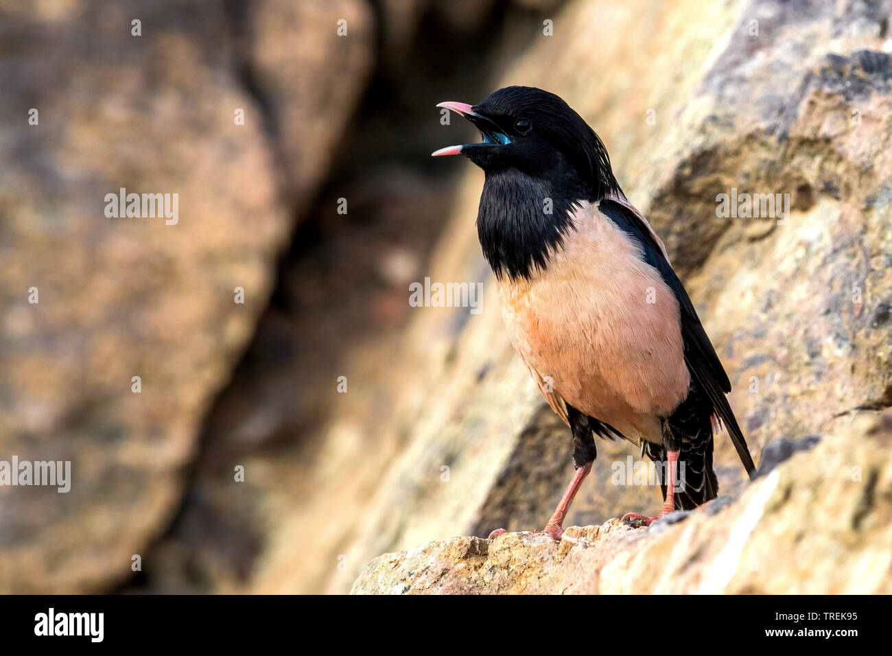 rose-coloured starling (Pastor roseus, Sturnus roseus), sitting on a ...