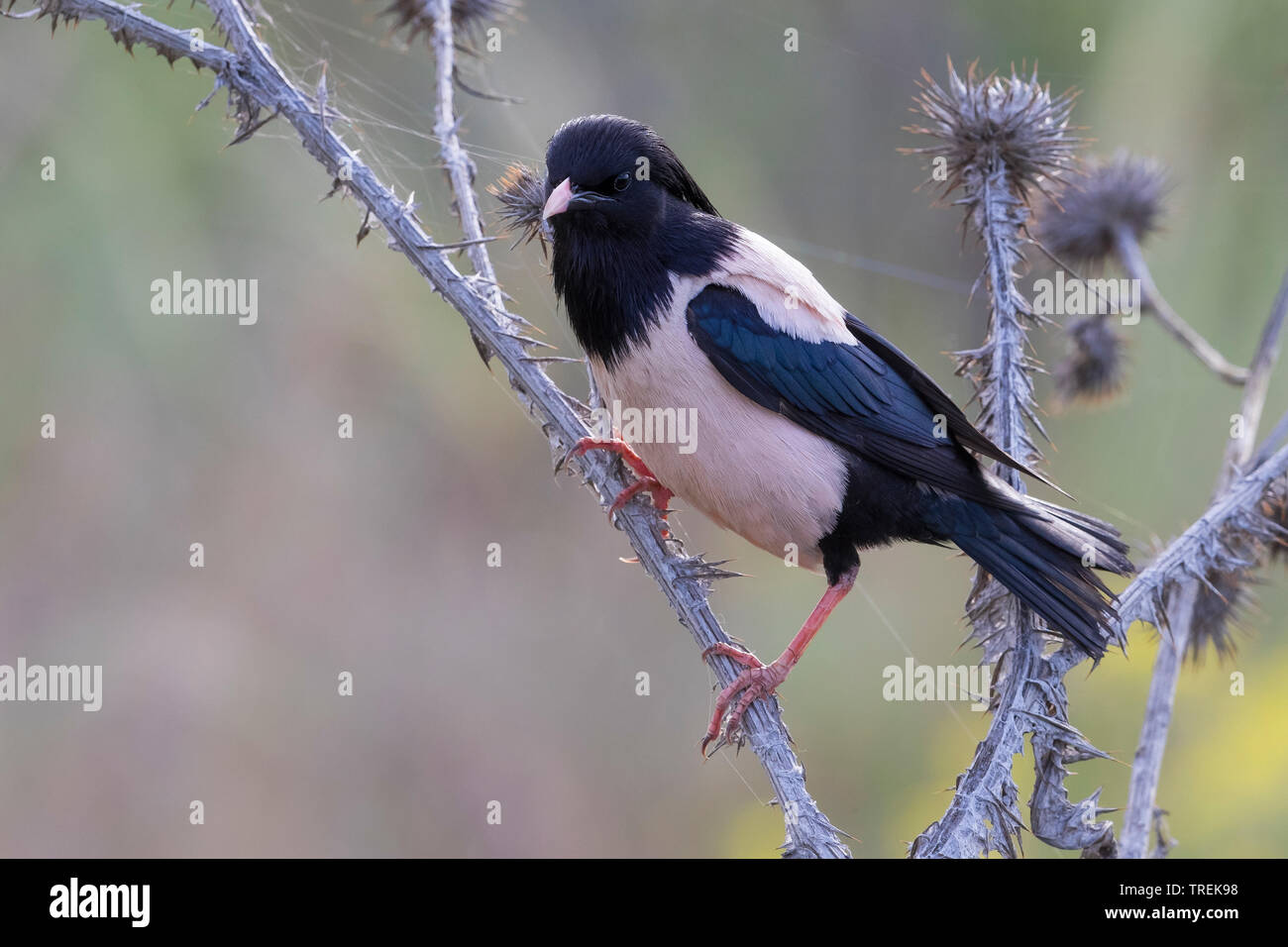 rose-coloured starling (Pastor roseus, Sturnus roseus), sitting on a ...