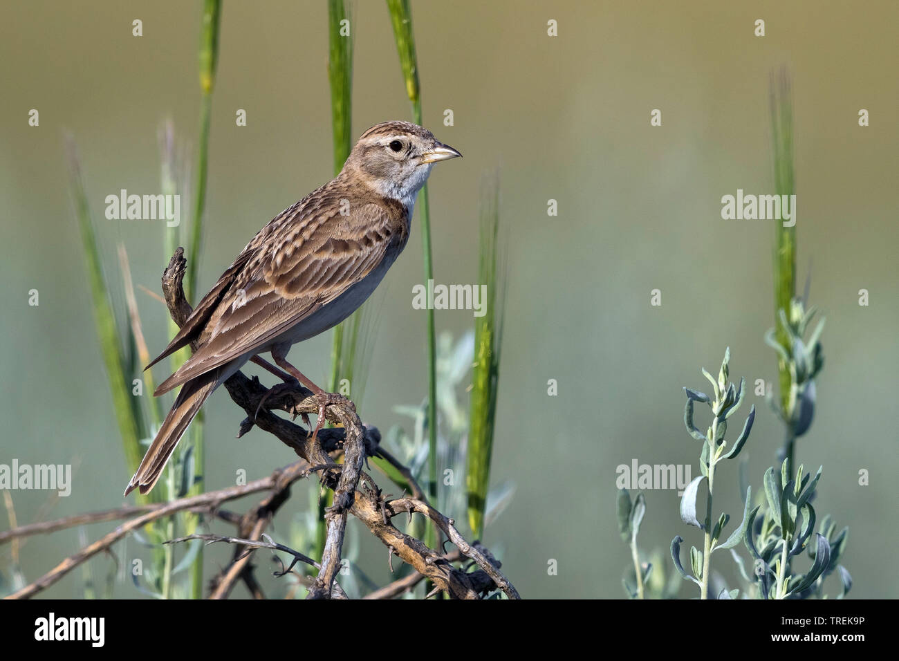 greater short-toed lark (Calandrella brachydactyla longipennis ...