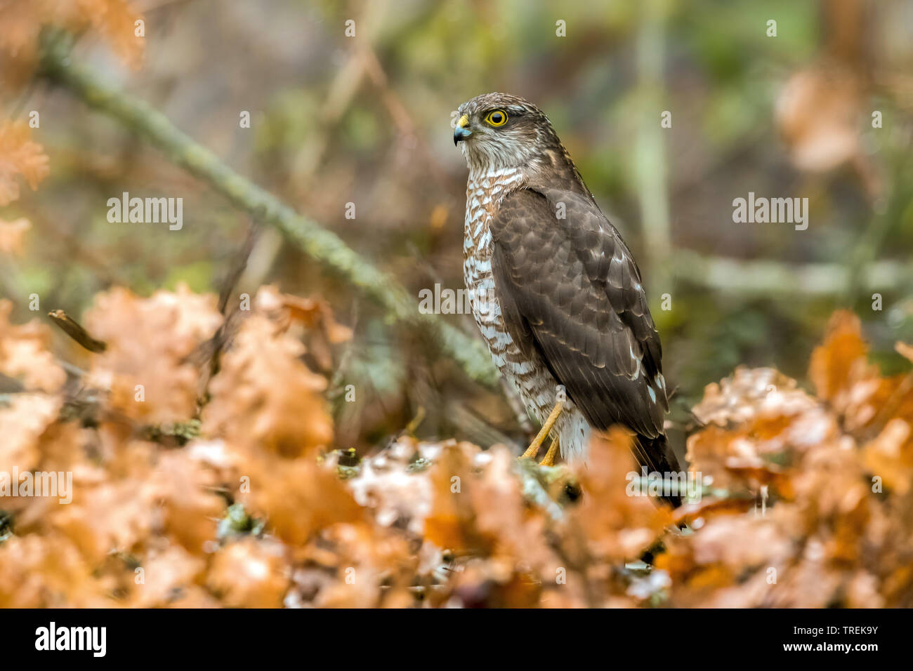 northern sparrow hawk (Accipiter nisus), sitting on a round, Italy ...