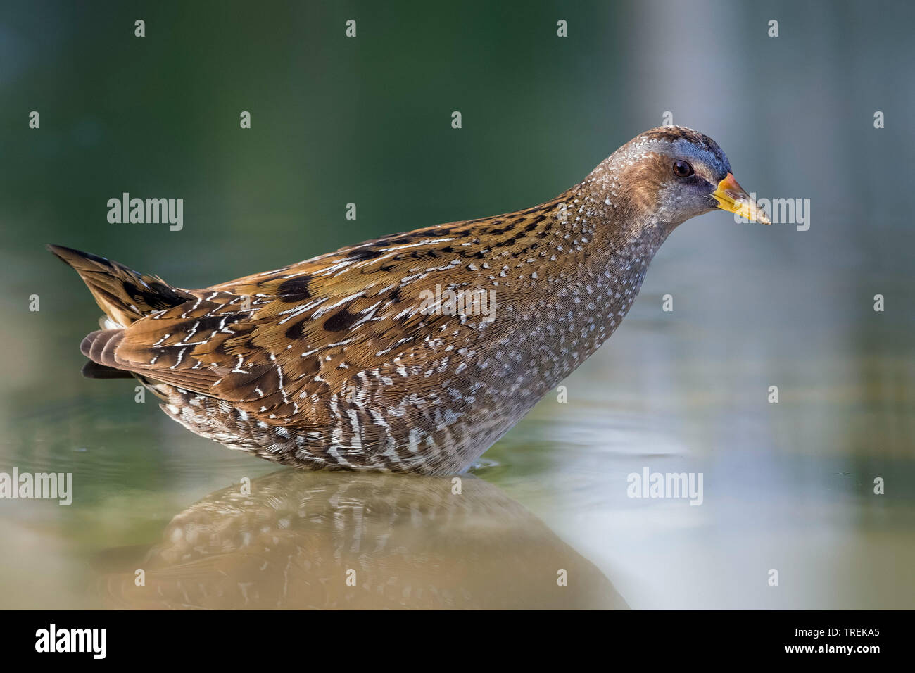 Spotted Squeaker High Resolution Stock Photography and Images - Alamy