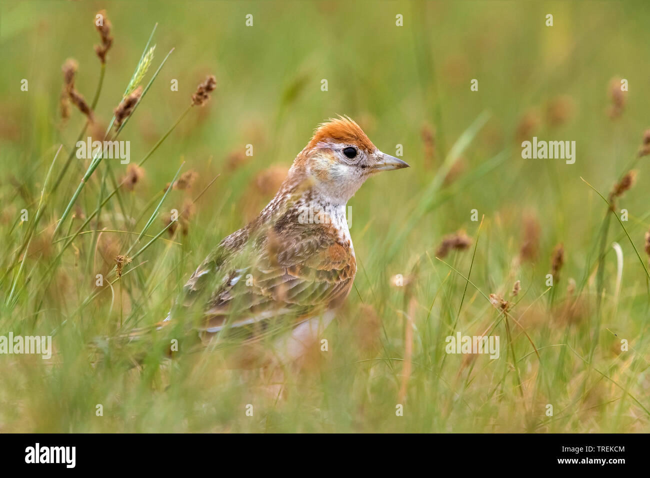 white-winged lark (Alauda leucoptera, Melanocorypha leucoptera ...