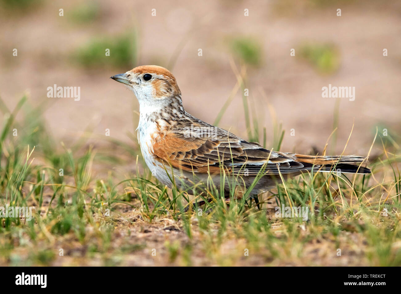 white-winged lark (Alauda leucoptera, Melanocorypha leucoptera), in a ...