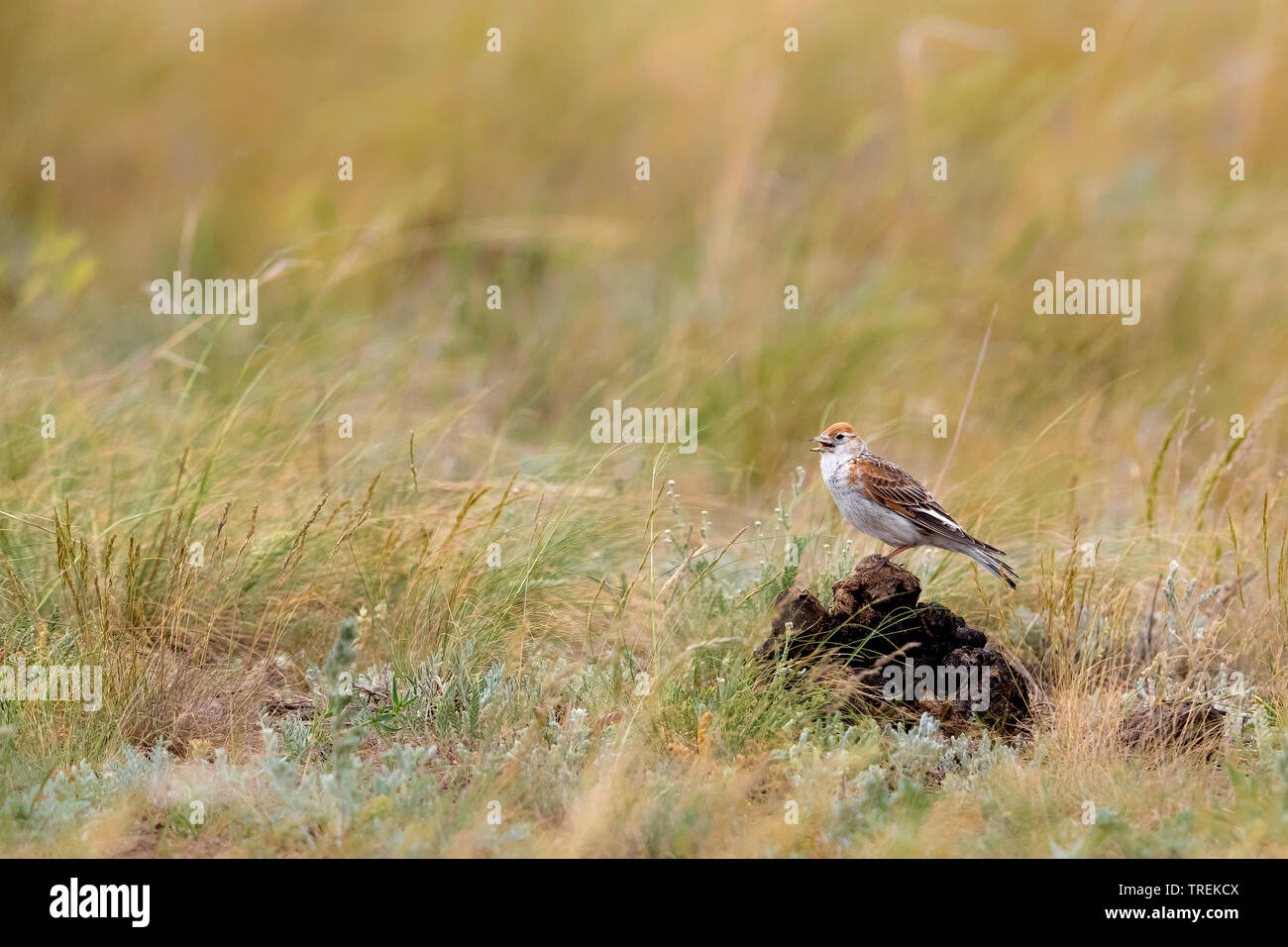 white-winged lark (Alauda leucoptera, Melanocorypha leucoptera ...