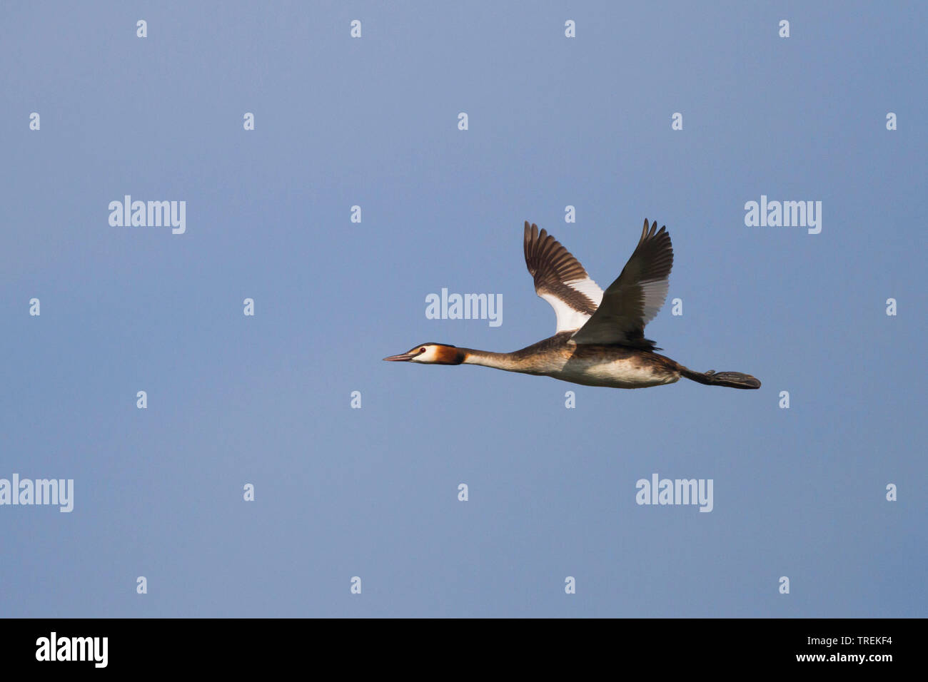 Grebe in flight hi-res stock photography and images - Alamy