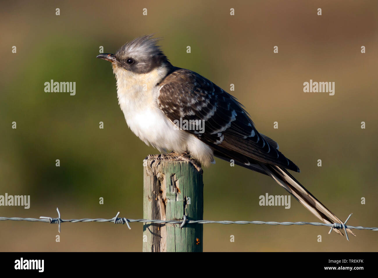 great spotted cuckoo (Clamator glandarius), sitting on a barbwire ...