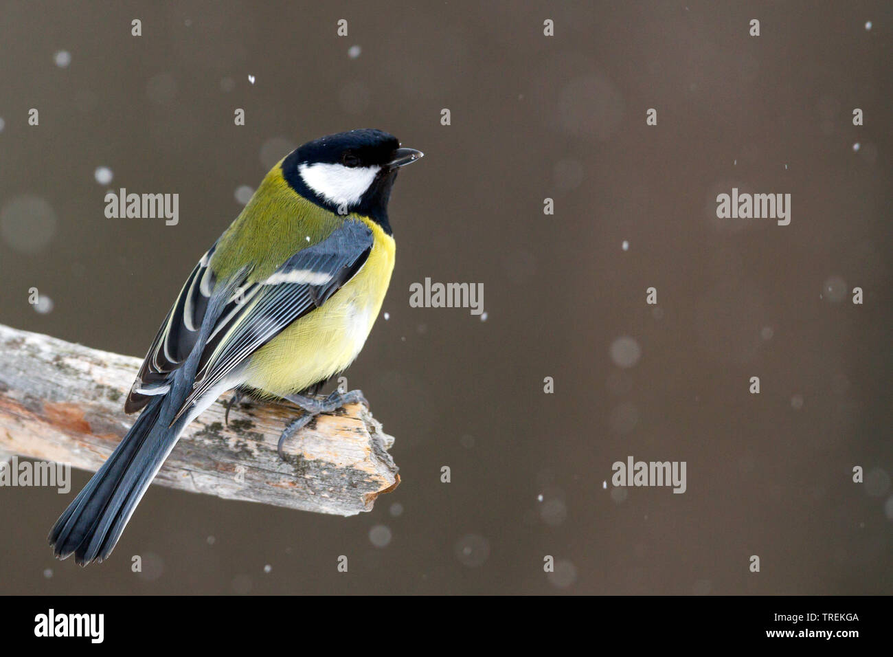 great tit (Parus major), female on a branch at snowfall, Finland Stock ...