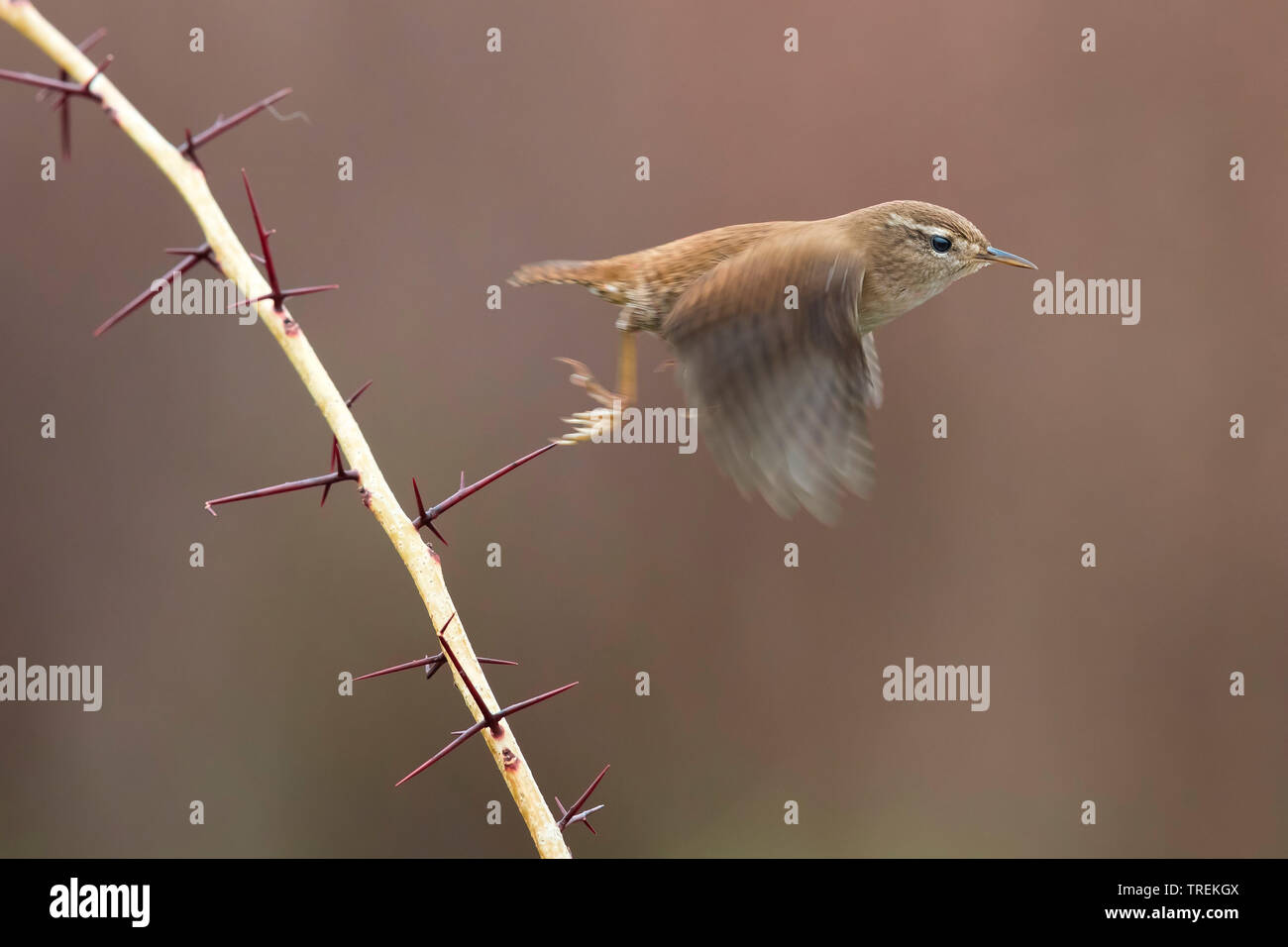 Wren In Flight