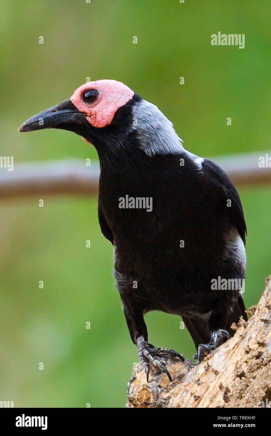 bald starling (Sarcops calvus), endemic to the Philippines, Philippines ...