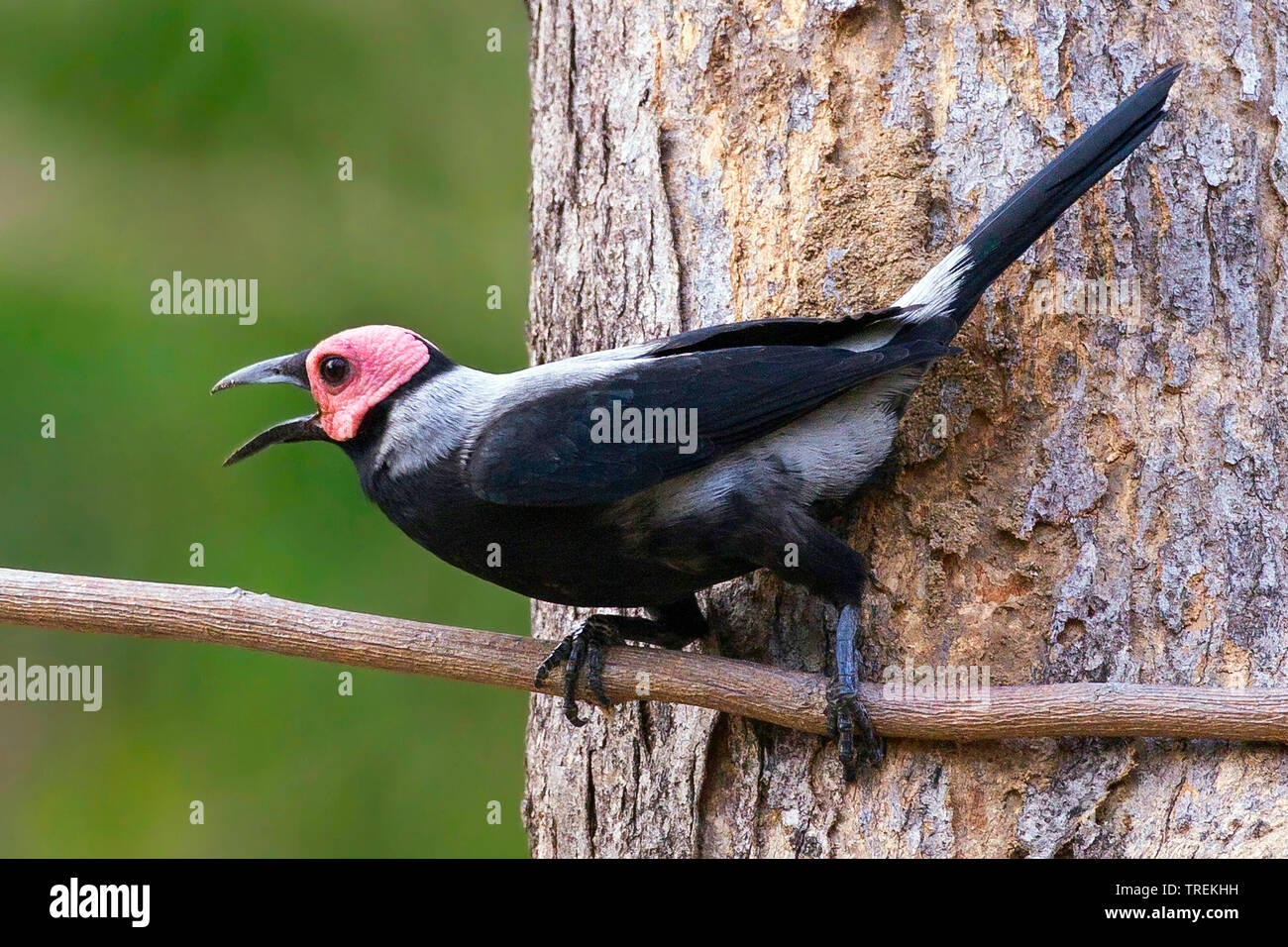 bald starling (Sarcops calvus), endemic to the Philippines, Philippines ...