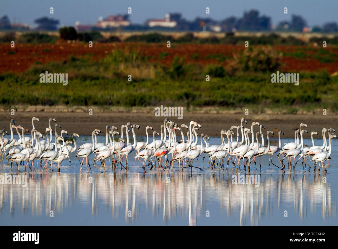 Birds of oman hi-res stock photography and images - Alamy