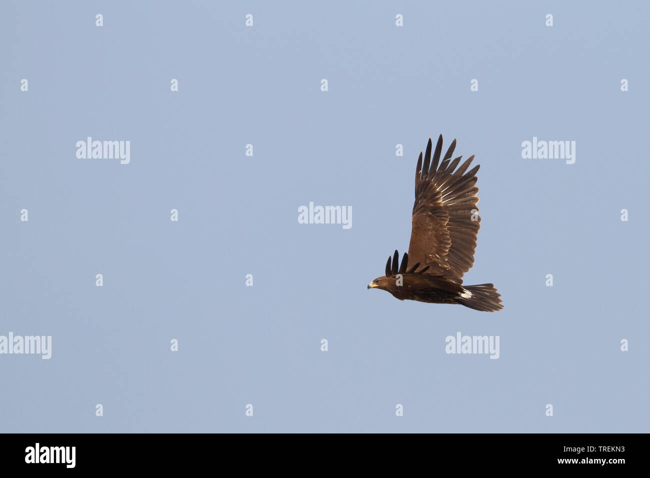 greater spotted eagle (Aquila clanga), flying young bird, side view ...