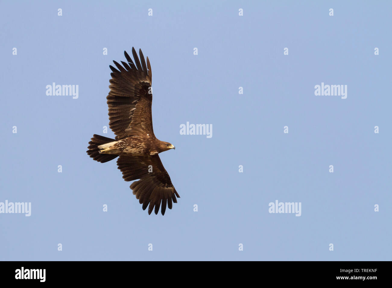 greater spotted eagle (Aquila clanga), flying young bird, view from ...