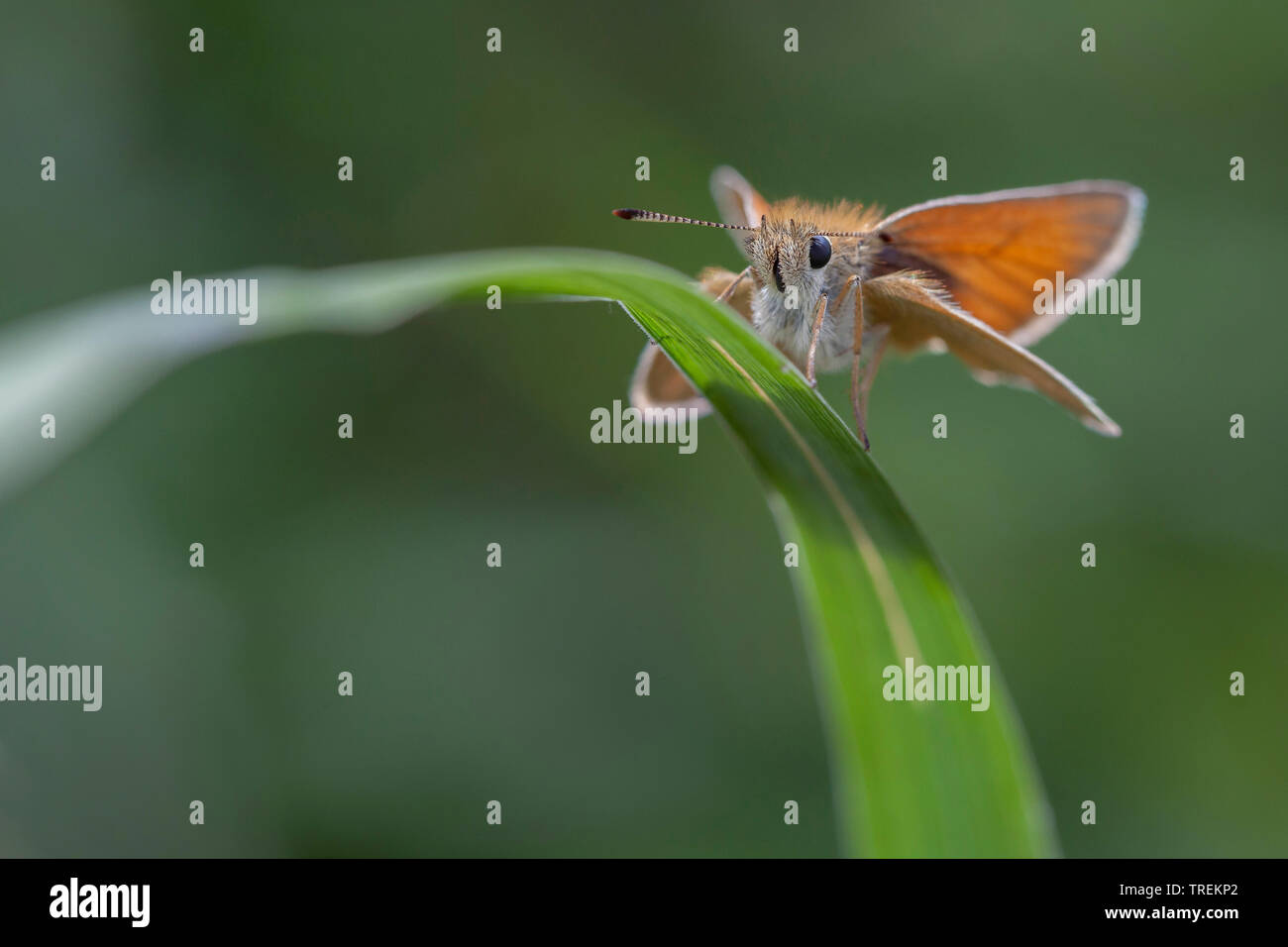 small skipper (Thymelicus sylvestris, Thymelicus flavus), sitting on ...