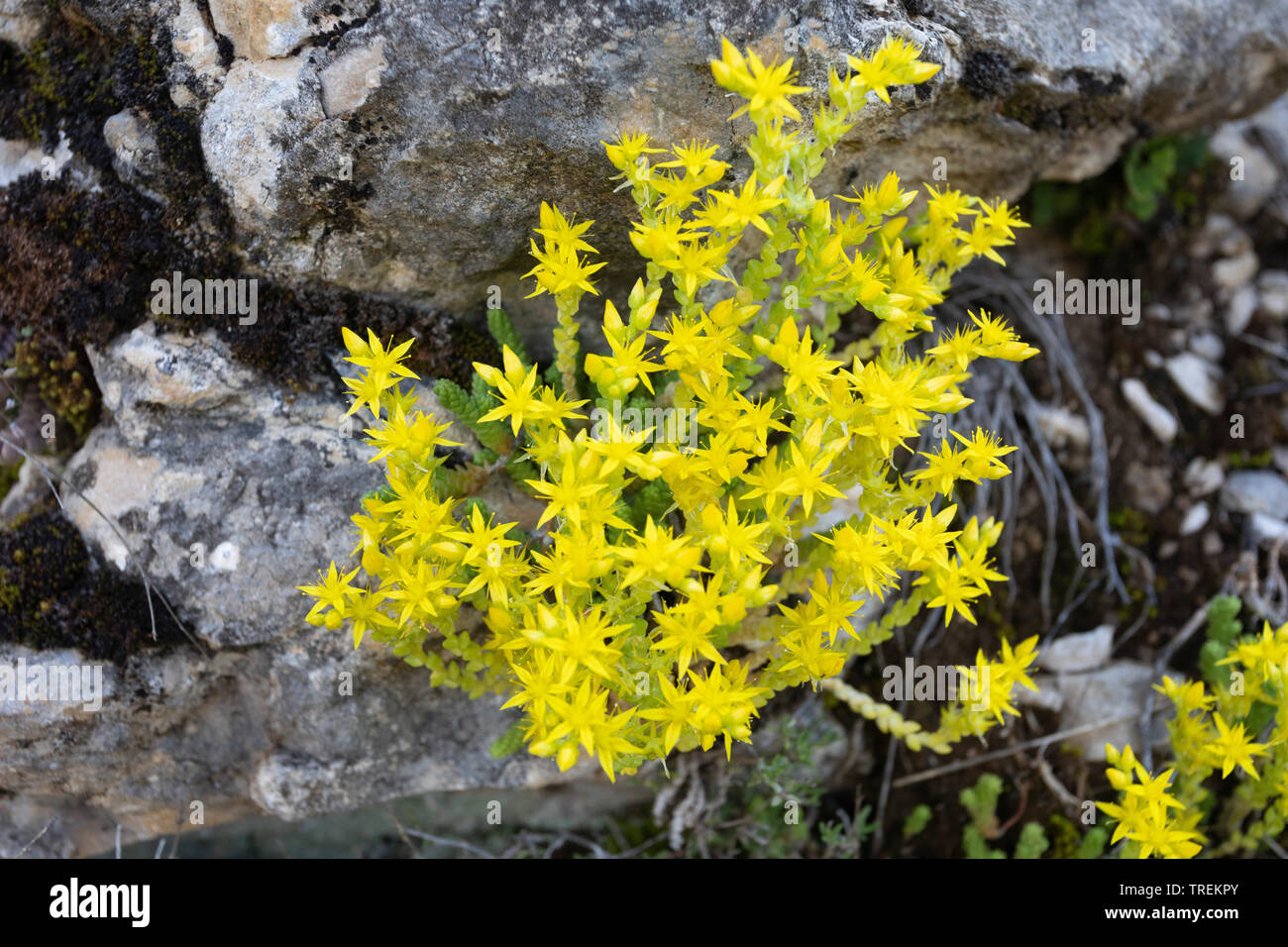 Golden Sedum Ground Cover Moss