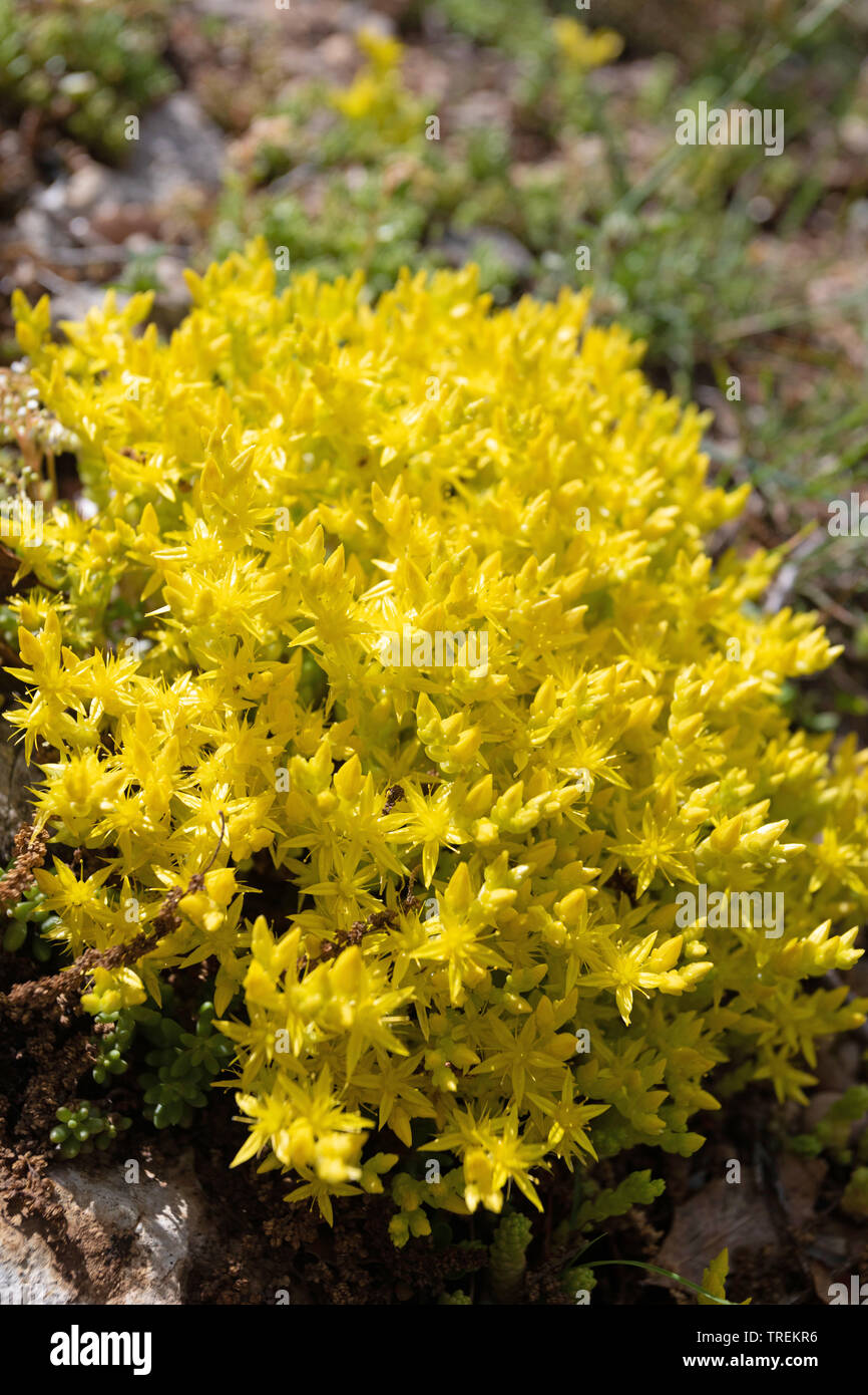 common stonecrop, biting stonecrop, mossy stonecrop, wall-pepper, gold ...