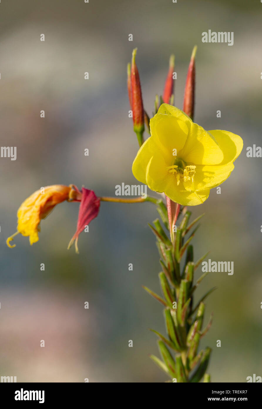 Large-Flowered Evening, Red-Sepaled Evening-Primrose, Large-Leaved ...