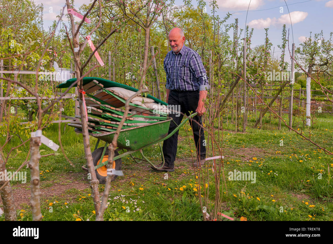 Man with wheelbarrow hi-res stock photography and images - Alamy