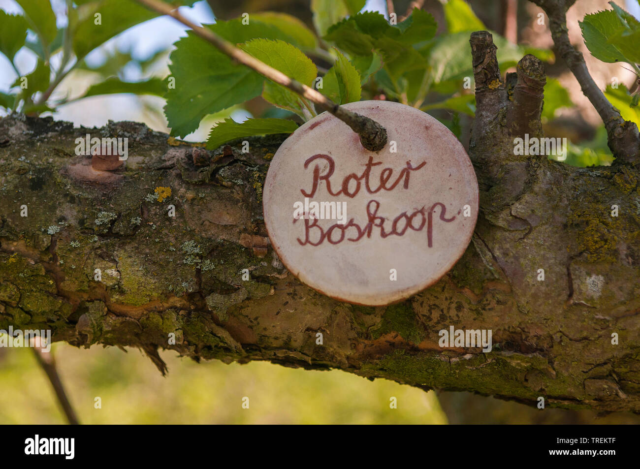 apple tree (Malus domestica 'Roter Boskoop', Malus domestica Roter ...