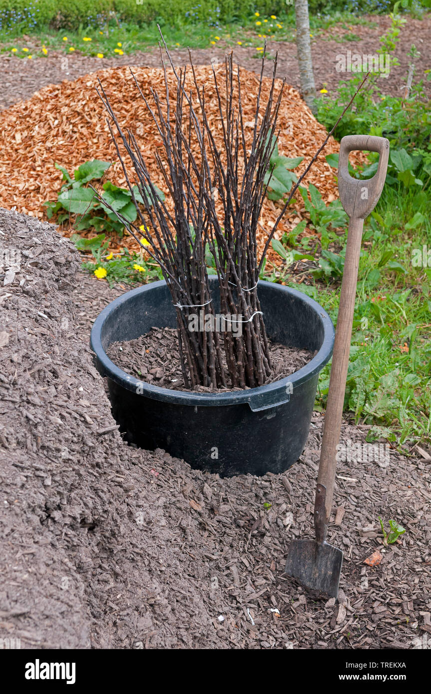 apple tree (Malus domestica), cuttings with roots of apple trees in a ...