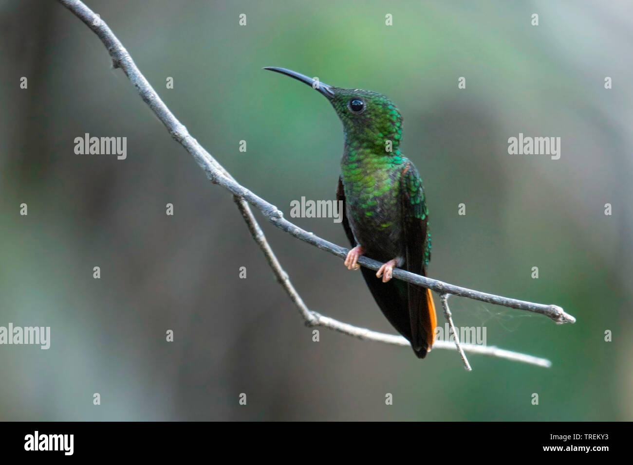 Hummingbirds of guyana hi-res stock photography and images - Alamy