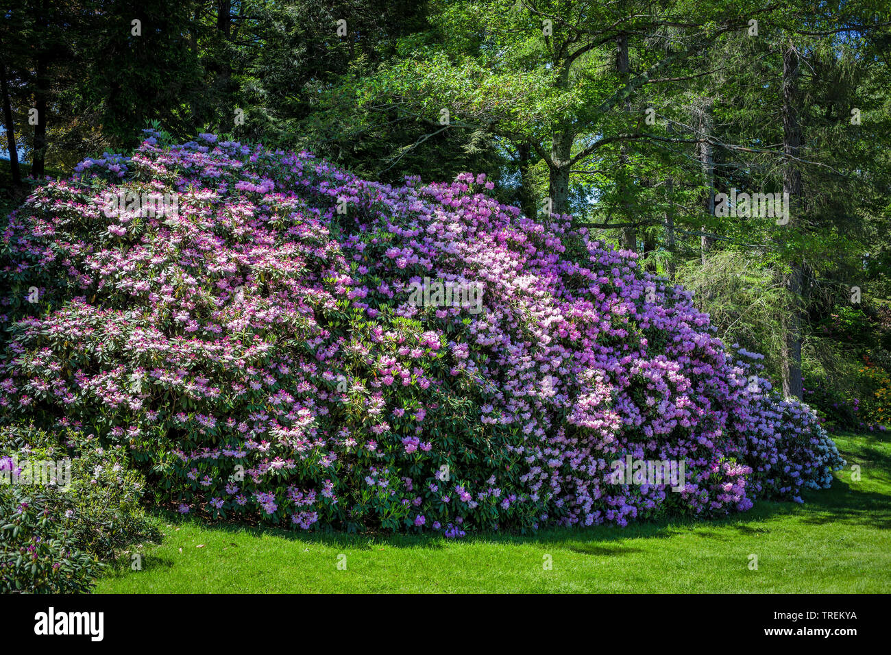 A giant rhododendron plant flowering in the spring garden Stock Photo ...